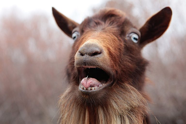 The ‘parable’ of the sheep and the goats in Matthew 25 | Psephizo